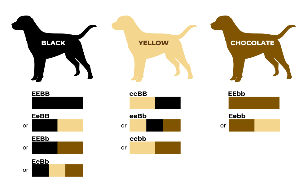 Brindle Labs – Three Monkies Farm