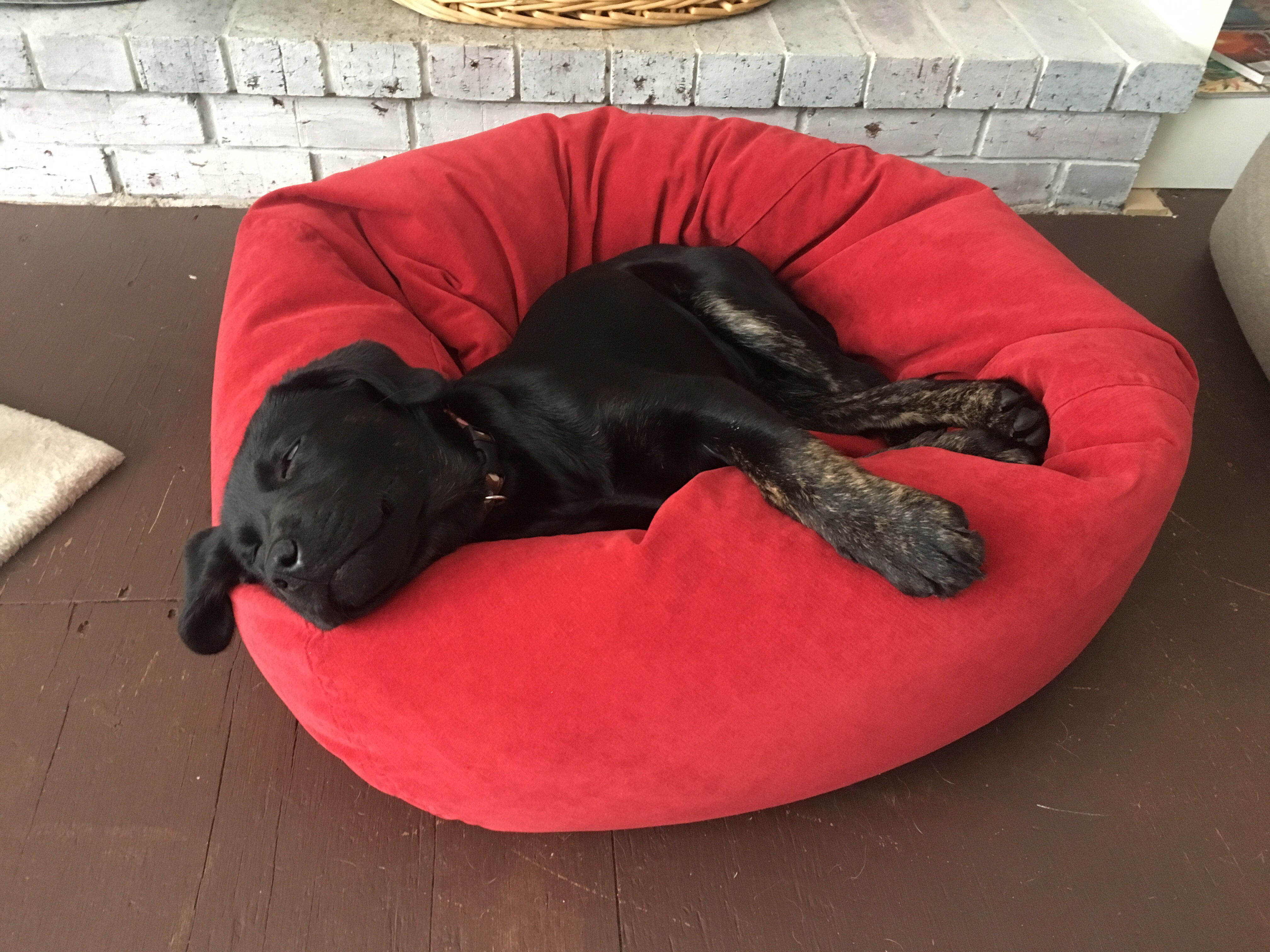 Brindle Labs – Three Monkies Farm