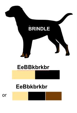 Brindle Labs – Three Monkies Farm